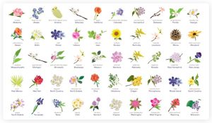 50 States Flowers and Their Meaning - Texas Capital Forum & Coalition