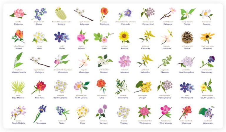 50 States Flowers and Their Meaning - Texas Capital Forum & Coalition