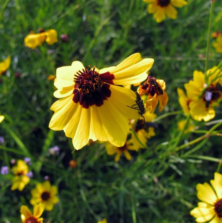 Yellow Texas Wildflowers Identification - Texas Capital Forum & Coalition