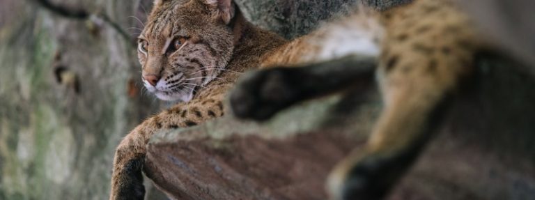 Wild Cats in Texas - Texas Capital Forum & Coalition