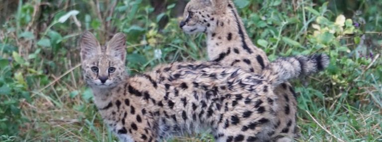 Wild Cats in Texas - Texas Capital Forum & Coalition