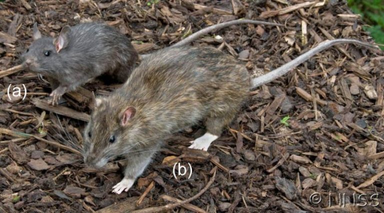 Texas Roof Rats - Texas Capital Forum & Coalition