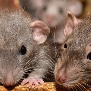 Texas Living & Travel Guides - Texas Capital Forum & Coalition